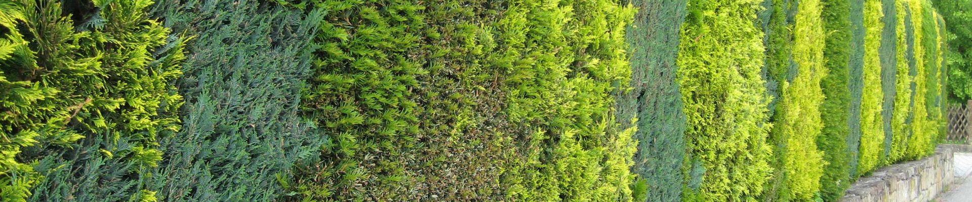 Hecken - GartenBaumschule Lieven in Wolfsburg